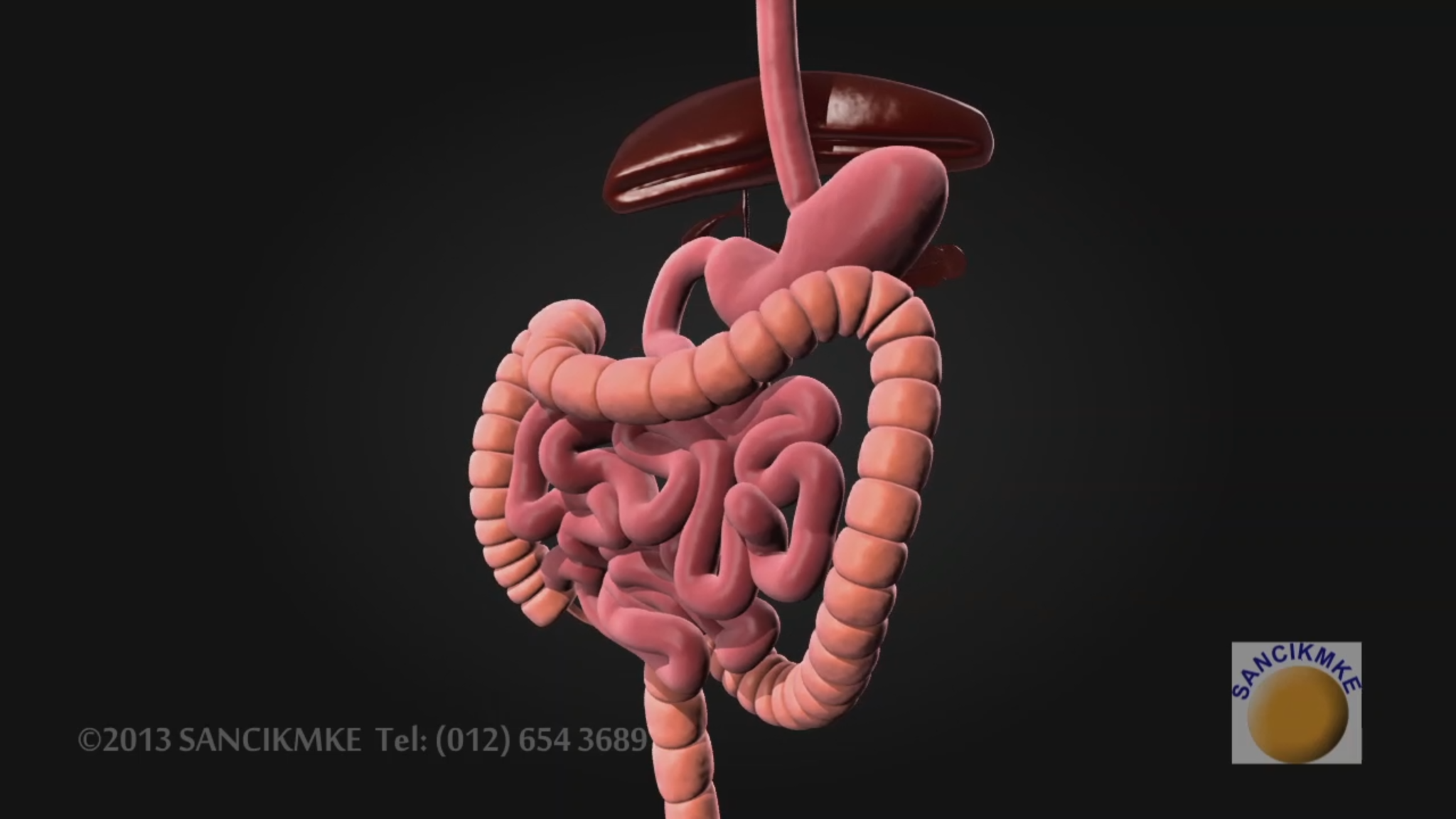 3D Medical Animation – Human Digestive System – Centre for Informatics ...