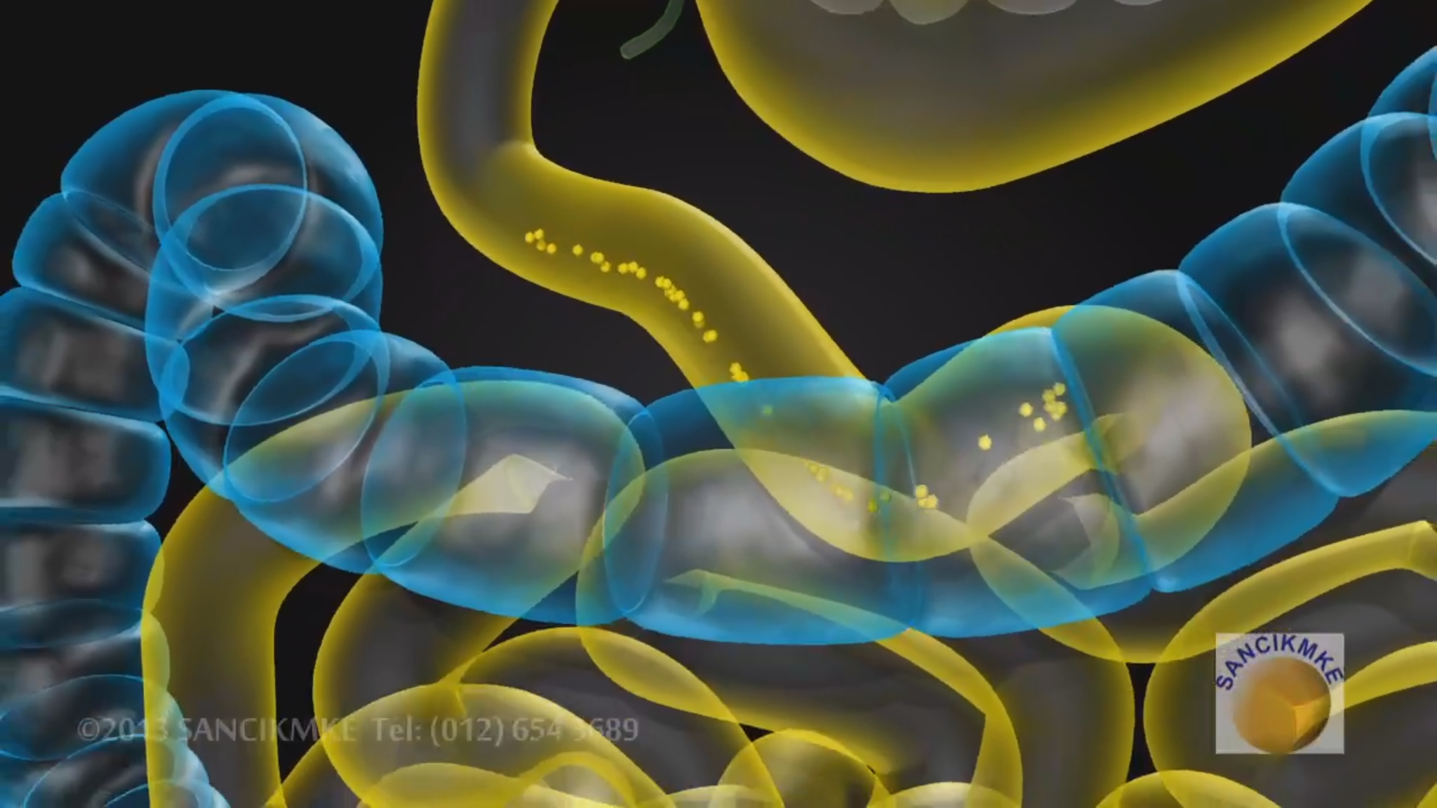 3D Medical Animation – Human Digestive System – Centre for Informatics ...