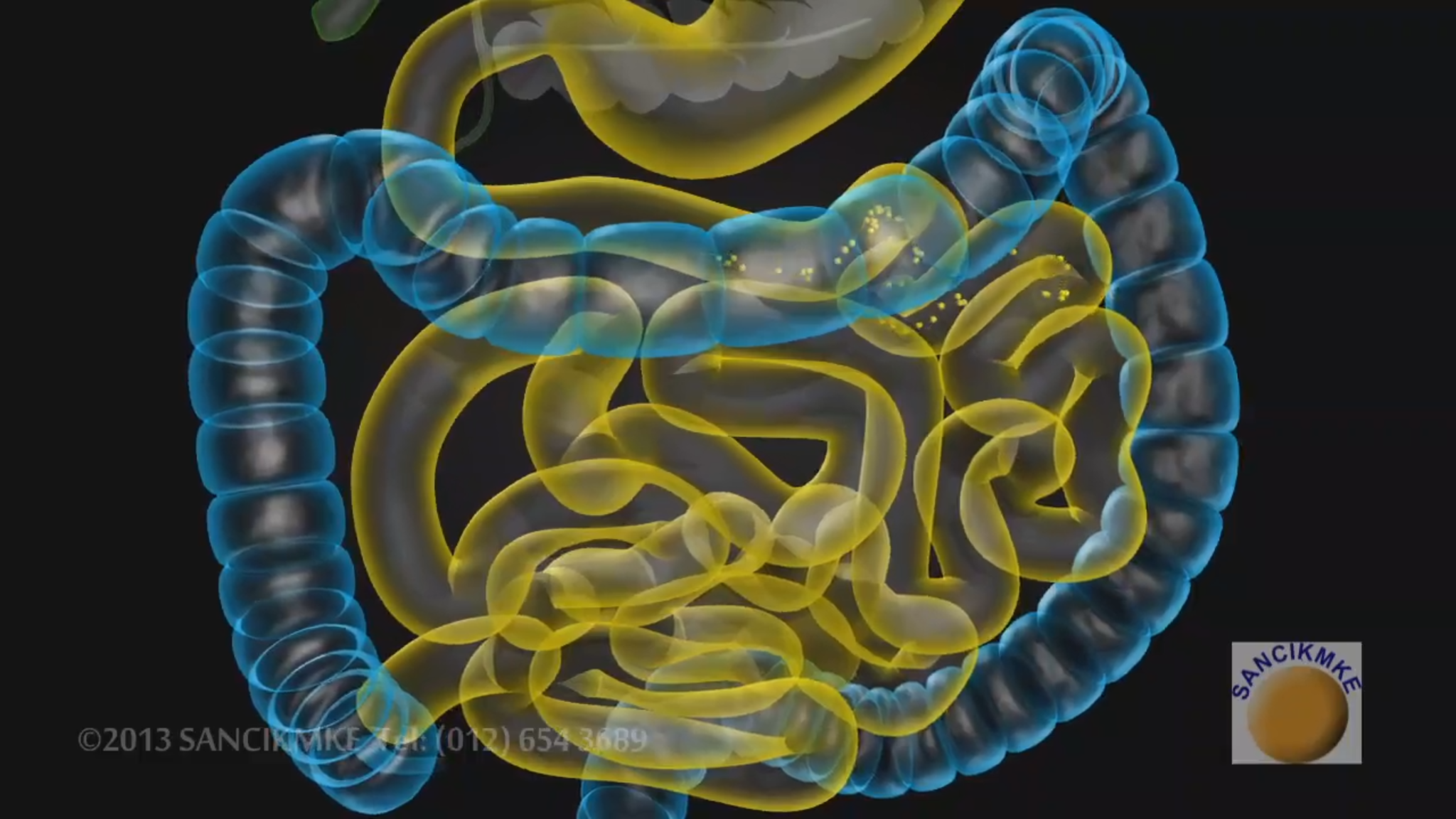 3D Medical Animation – Human Digestive System – Centre for Informatics ...