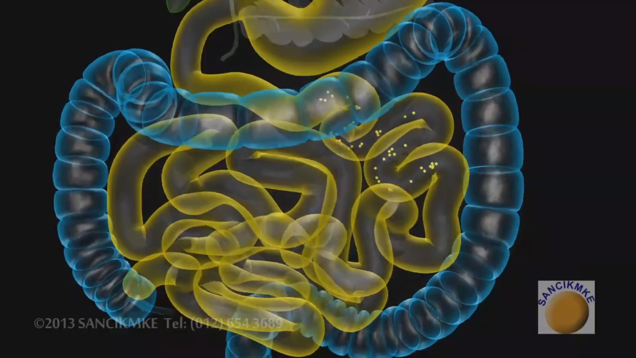 3D Medical Animation – Human Digestive System – Centre for Informatics ...