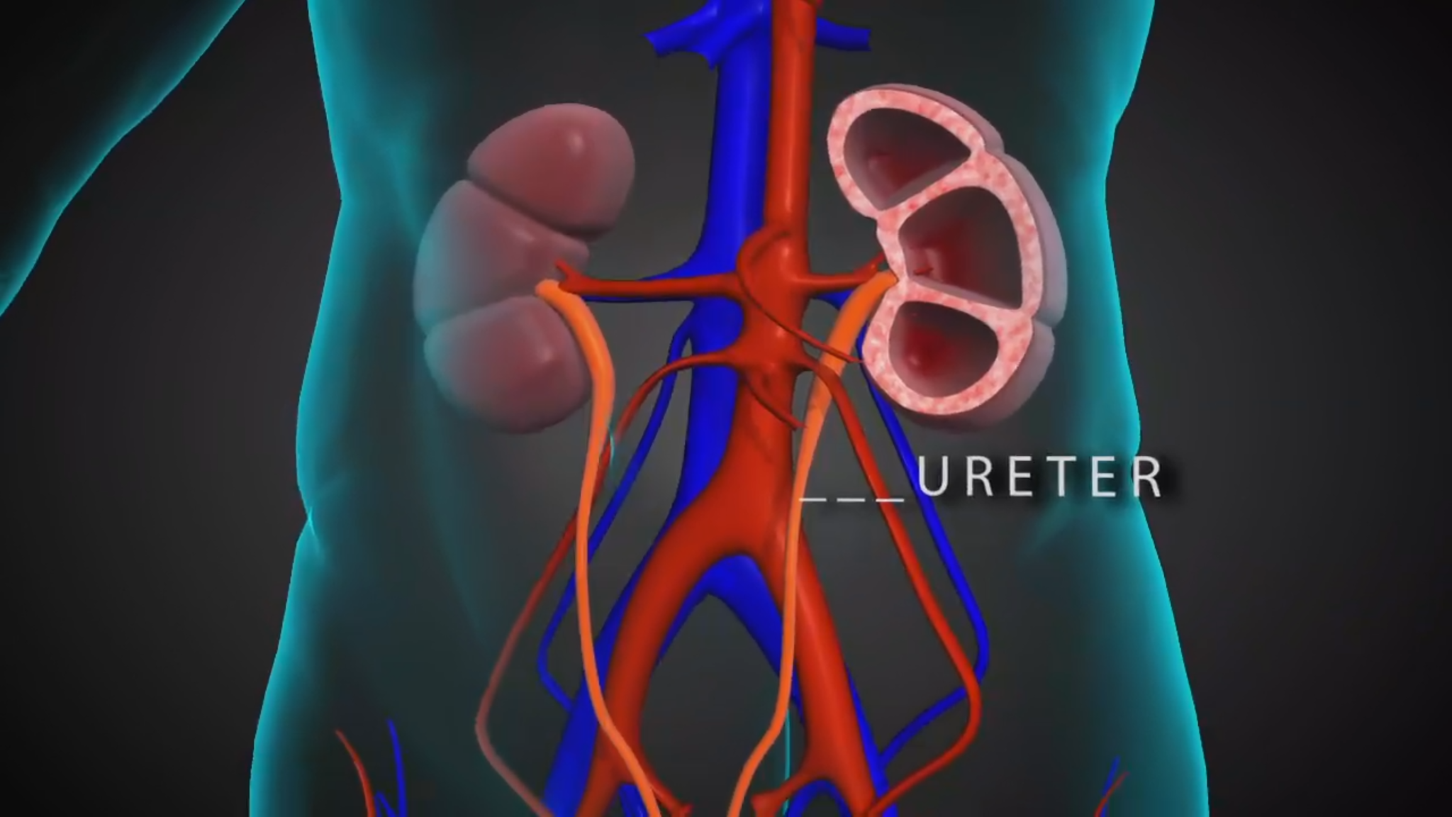 3D Medical Animation – Human Excretory System – Centre for Informatics ...