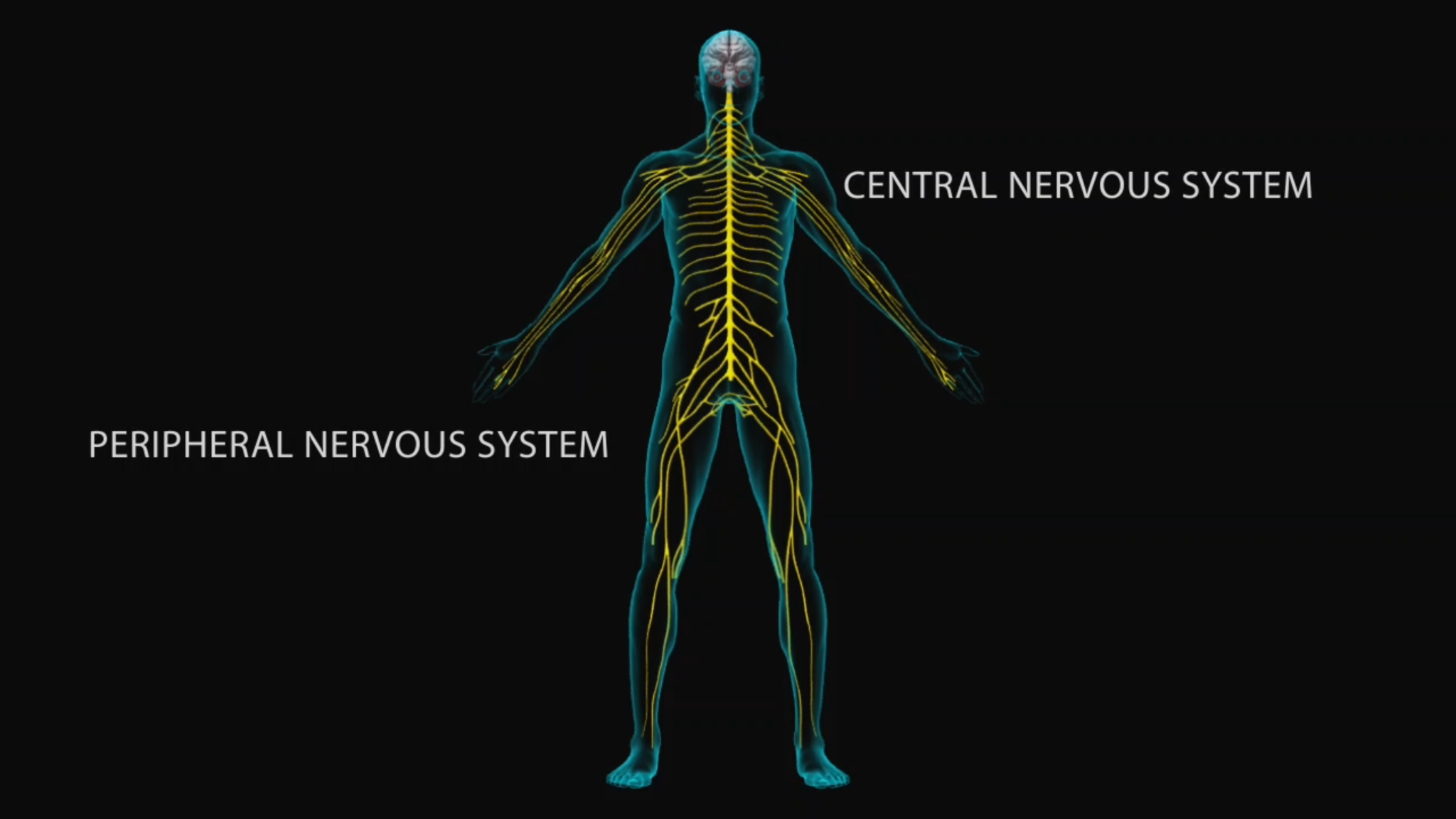 3D Medical Animation – Human Nervous System – Centre for Informatics ...